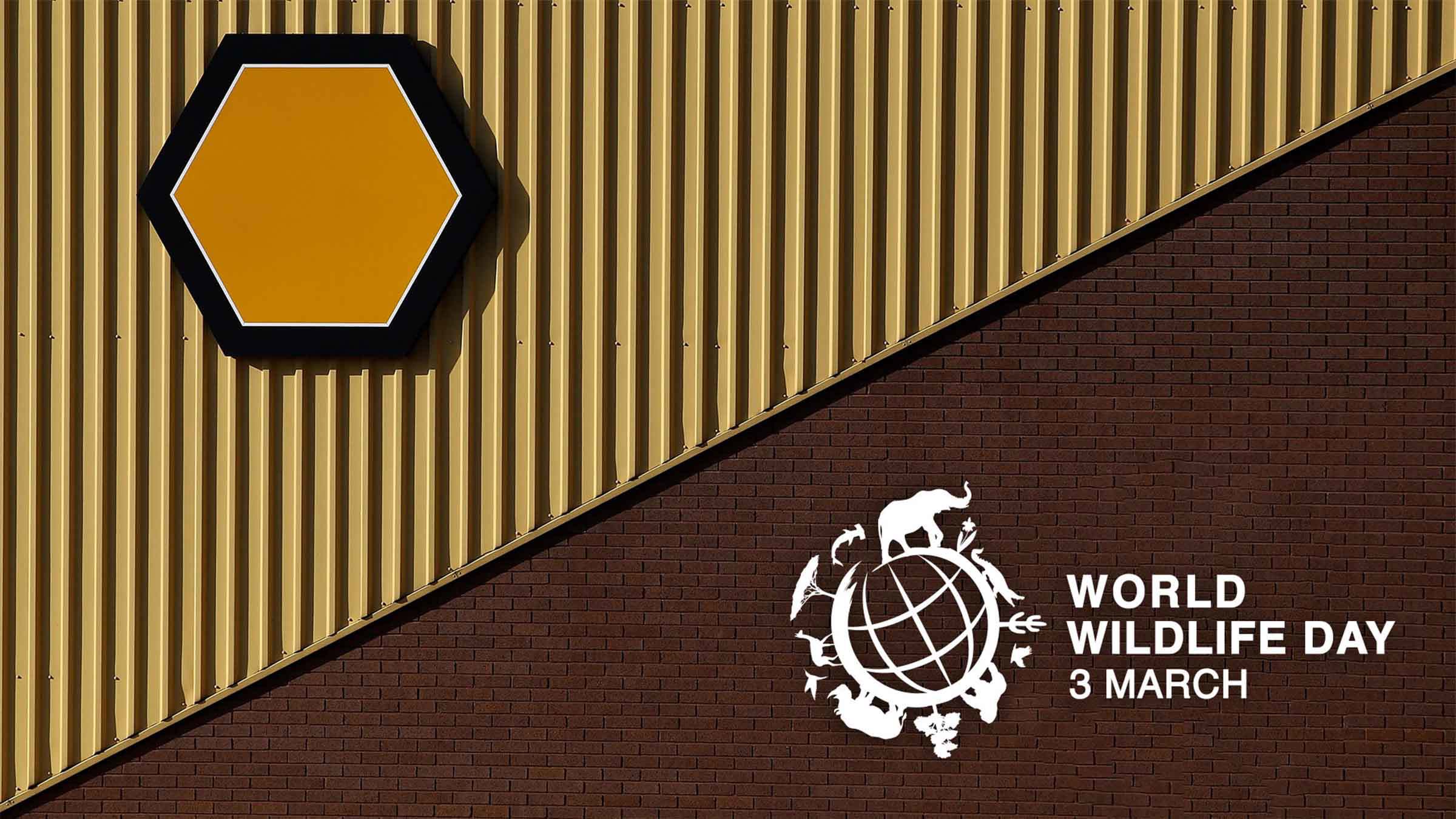 Wolves continue to support World Wildlife Day campaign | Sustainability ...